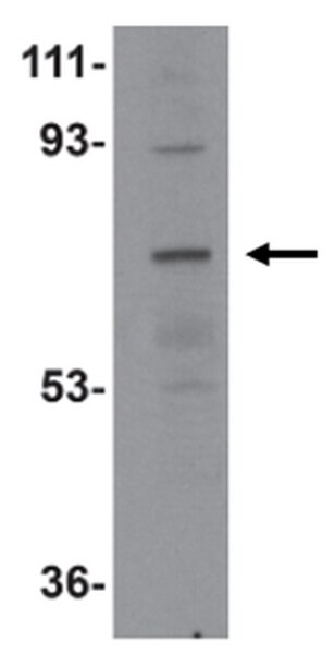 Anti-NOTUM Antibody | ABS762